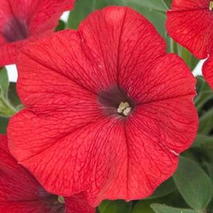 Petunia hybrida Success 'Red' Spreading/Trailing Petunia from Sedan Floral