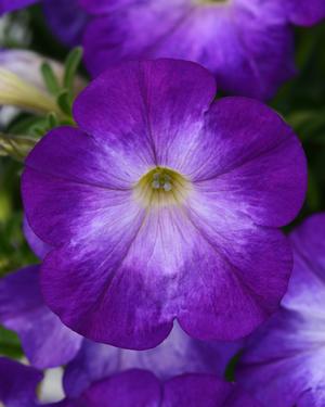 Petunia Superpetunia 'ColorBlitz Bluerific' Petunia from Sedan Floral