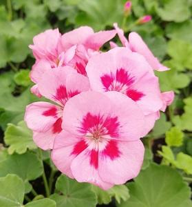 Geranium Pelargonium interspecific Calliope 'Pink Flame' Geranium from ...