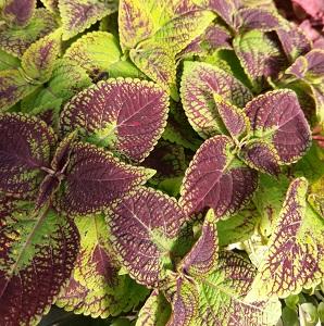 Coleus 'Florida Sun Jade' Sun Coleus from Sedan Floral