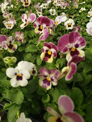Viola cornuta Sorbet 'Raspberry Sundae Mix' Viola from Sedan Floral
