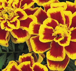 Marigold Tagetes erecta Durango 'Bee' French Marigold from Sedan Floral