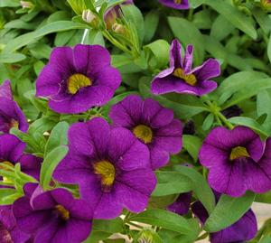 Calibrachoa hybrid Callie 'Purple' Calibrachoa from Sedan Floral