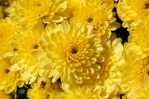 Chrysanthemum Sunny Ursula Mum from Sedan Floral