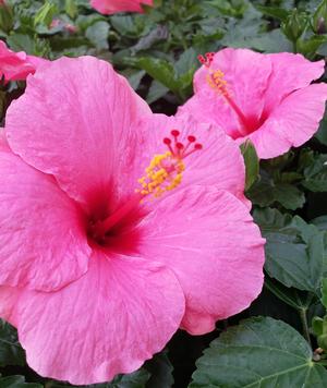 Hibiscus rosa-sinensis TradeWinds 'Cayman Wind' Tropical Hibiscus from ...