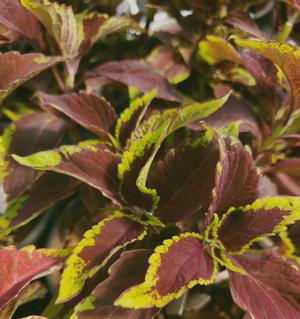 Coleus 'Pat Martin' Sun Coleus from Sedan Floral