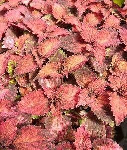 Coleus 'Florida Sun Rose' Sun Coleus from Sedan Floral