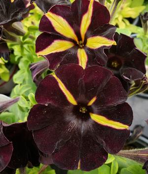 Petunia Supertunia 'Phantom' Petunia from Sedan Floral