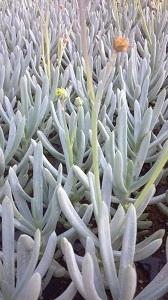 Succulent Kleinia repens (Senecio serpens) 'Dwarf Blue Chalk Stick ...