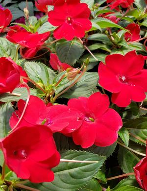 Impatiens hybrida hort Sunpatiens Compact 'Red' Sunpatiens from Sedan ...